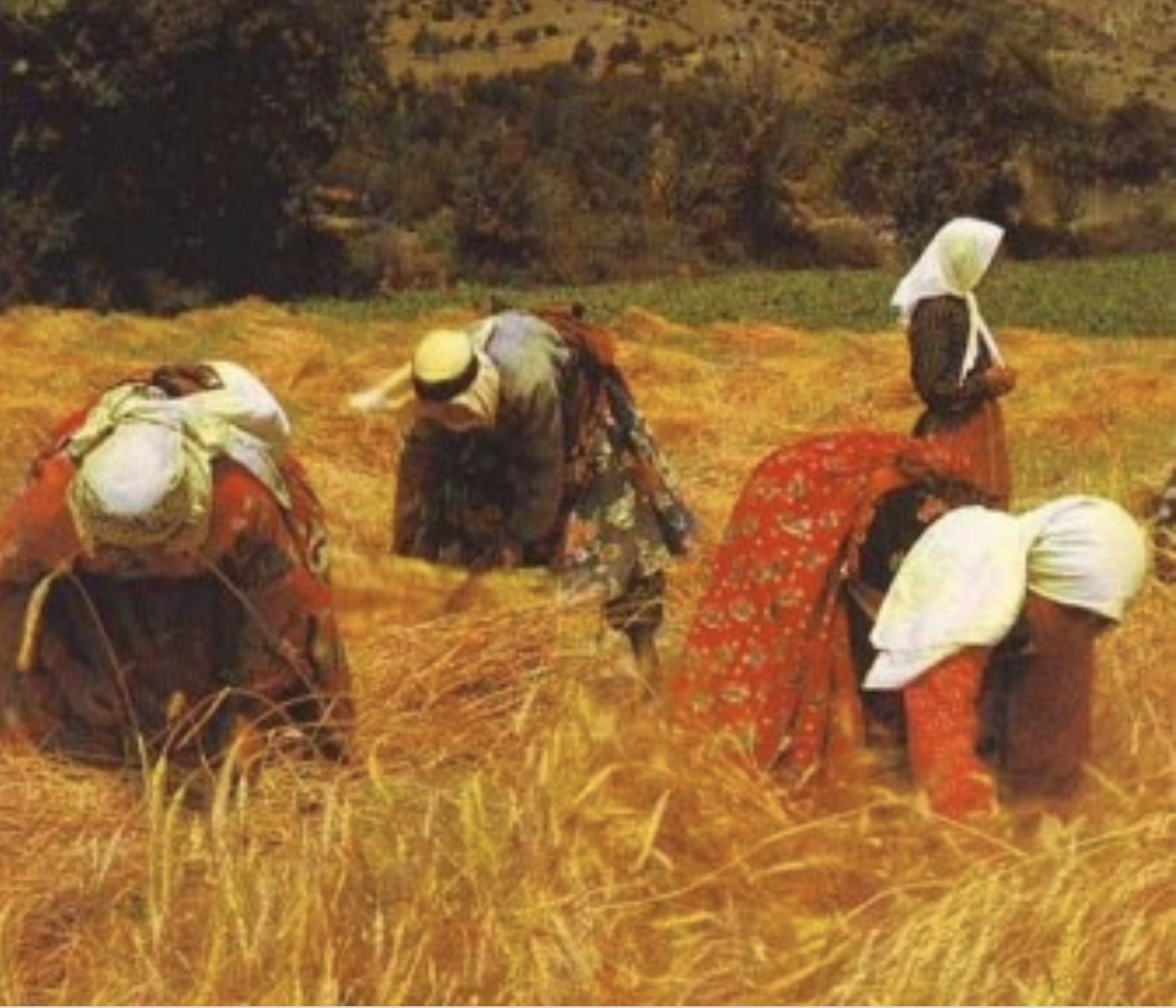 The Parable Of The Wheat And The Tares. – Mt Zion Heritage Ministries